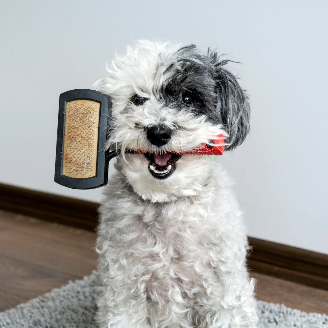 IGIENE E BENESSERE – Tom & Jerry